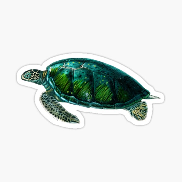 "Fine Art Turtle Design" Sticker by luckyturtles | Redbubble