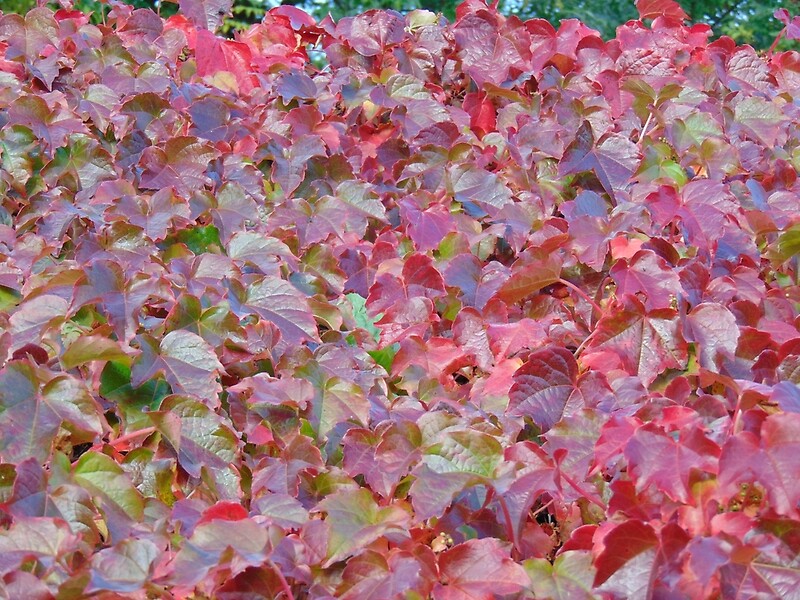 "The Autumnal Colours Of Ivy." by altonbear | Redbubble