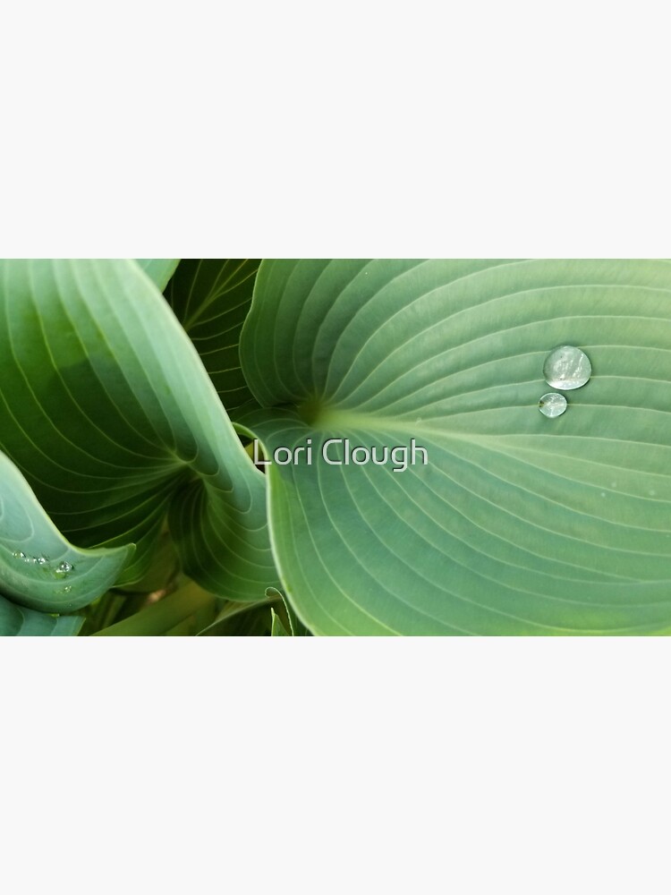 "Hosta Drop" Sticker for Sale by lclough | Redbubble