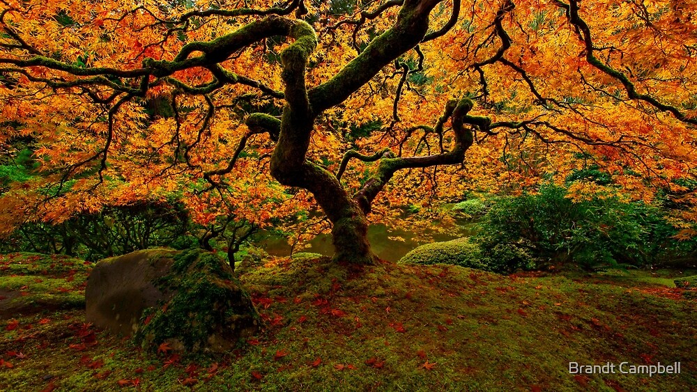 "Flame of Autumn" by Brandt Campbell | Redbubble
