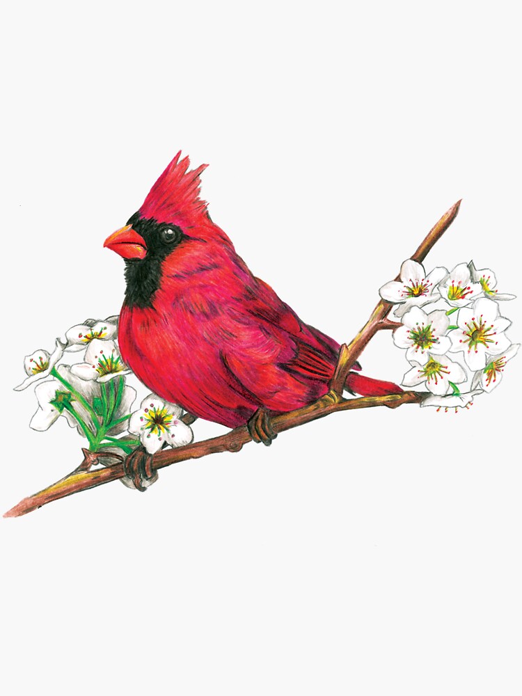 "Cardinal" Sticker for Sale by owleryartdesign | Redbubble