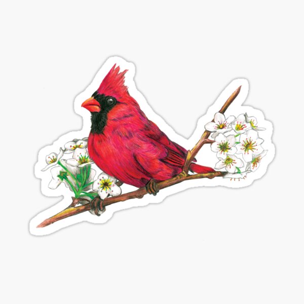 Cardinal Stickers | Redbubble