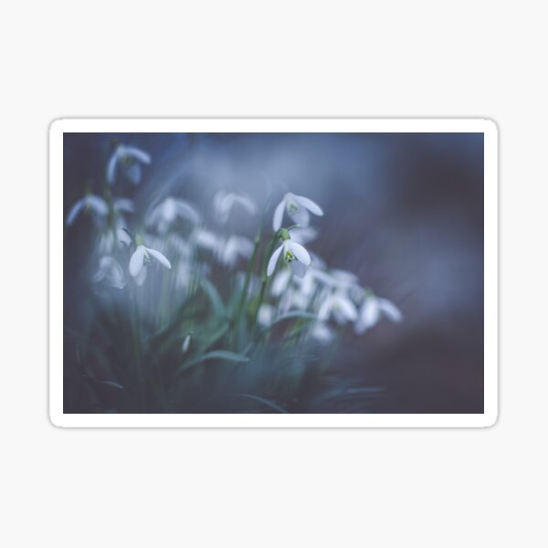 "white flowers hanging" Sticker for Sale by T0P-0F-ART | Redbubble