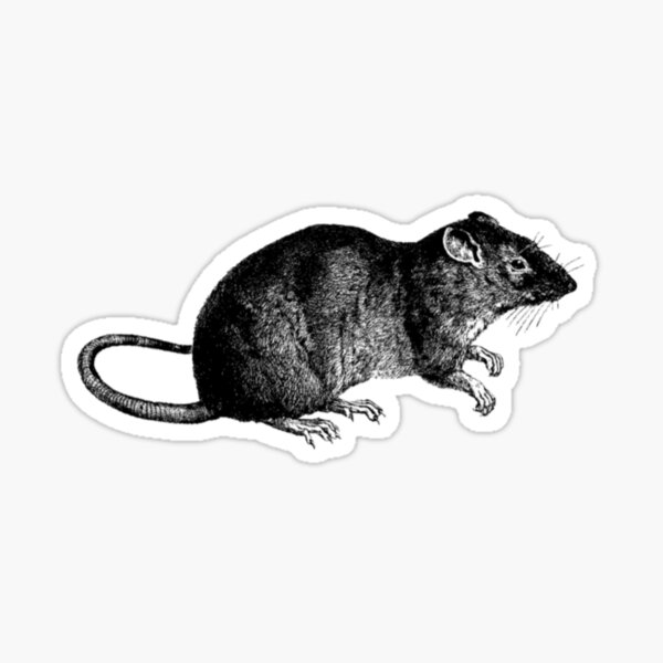 "Rat" Sticker by KristinaGale | Redbubble