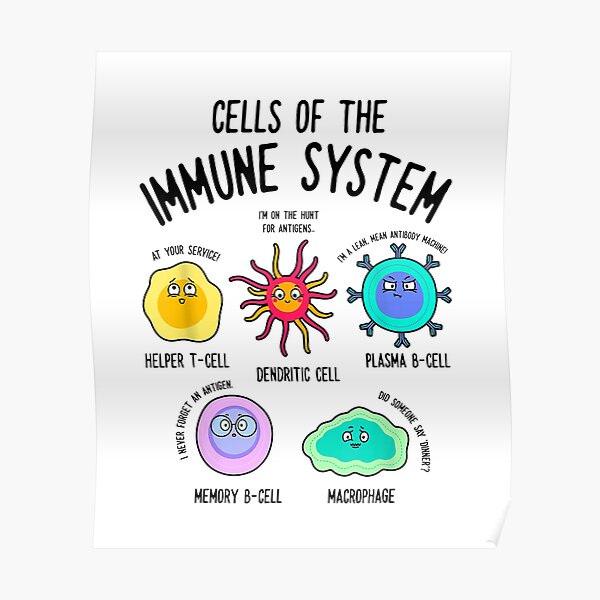 "Cells Of The Immune System Science" Poster for Sale by sharpssmine ...