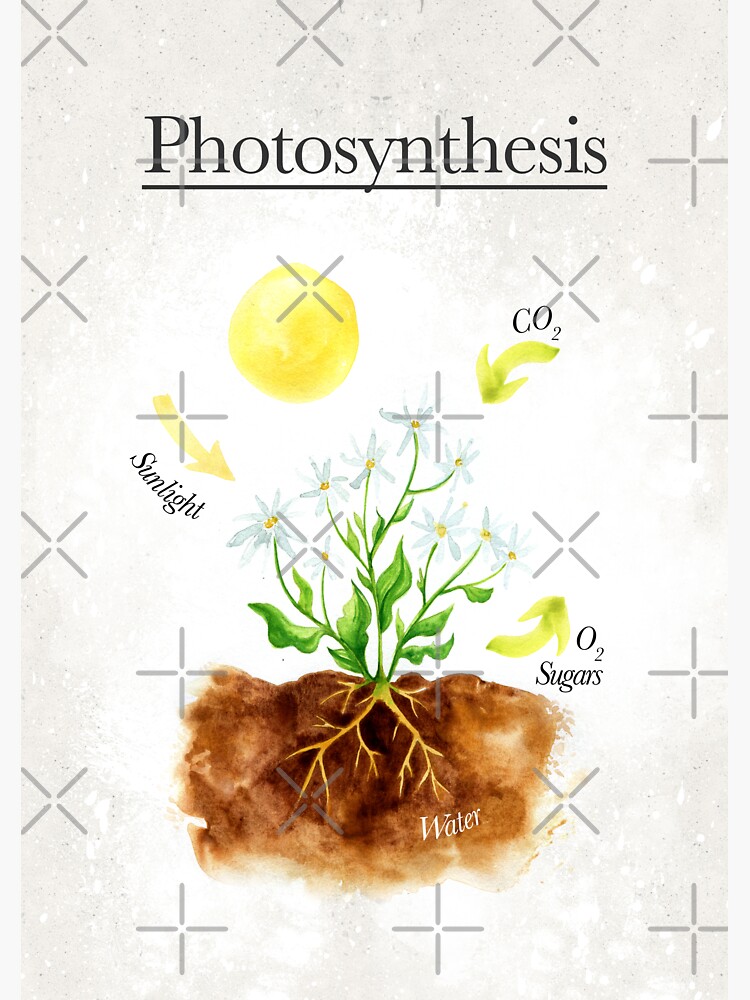 "Photosynthesis" Sticker for Sale by randoms | Redbubble