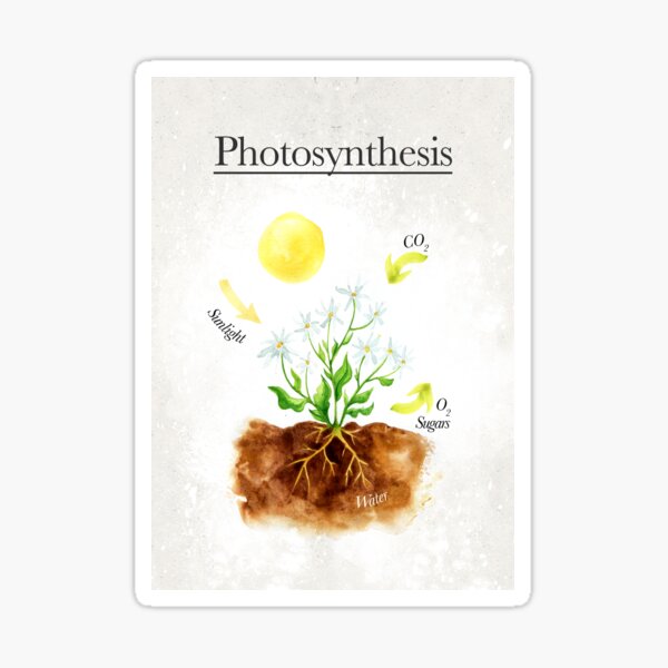 "Photosynthesis" Sticker for Sale by randoms | Redbubble