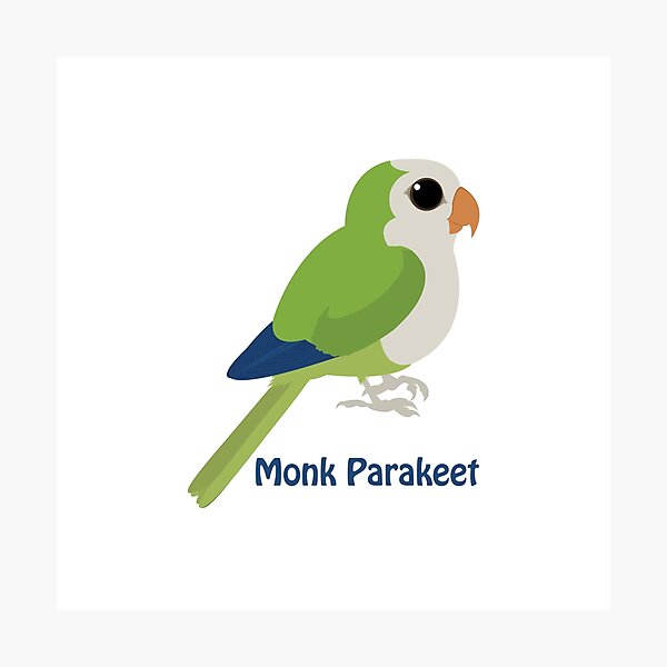 Chibi Parakeet Wall Art | Redbubble