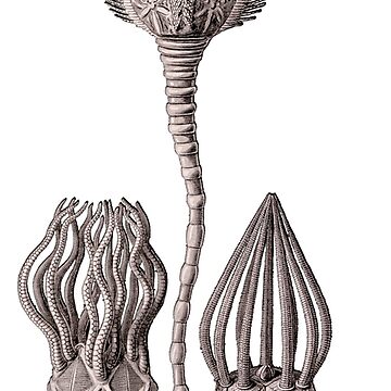 "Plants and Animals, ocean, sea creature, Cystoidea, cystoids, marine ...