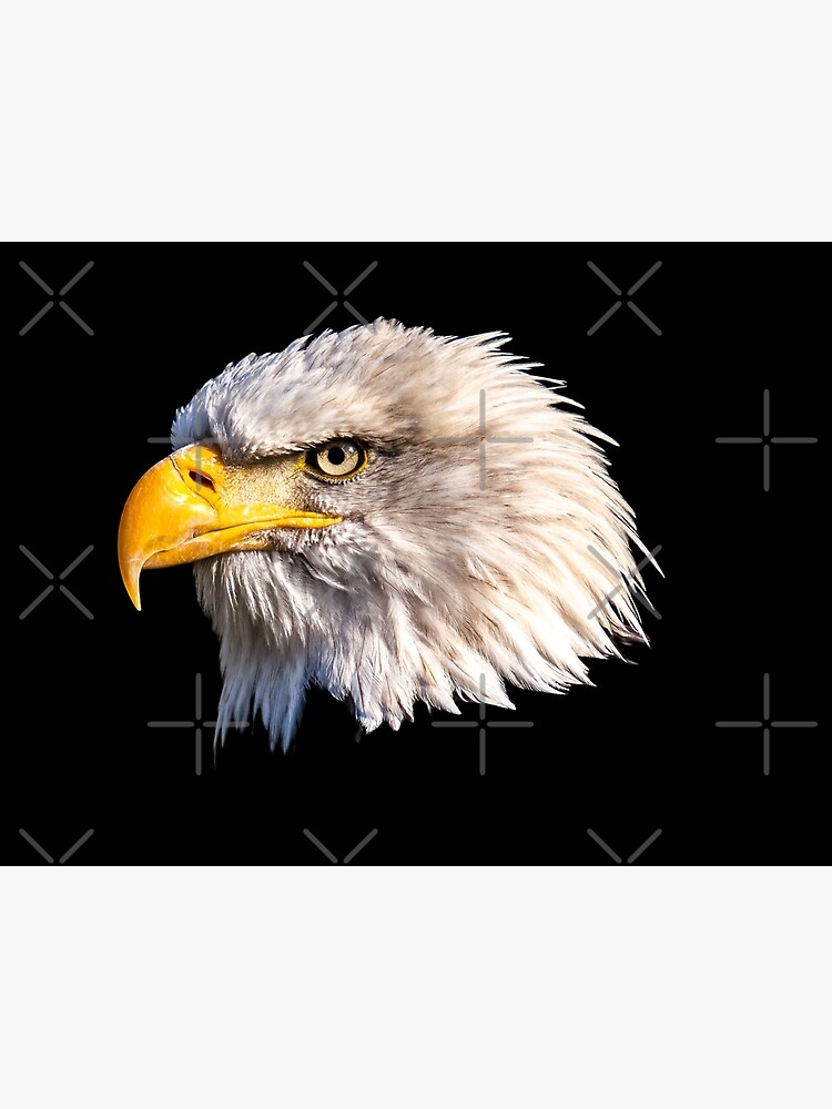 "Bald eagle head - eagle art" Photographic Print for Sale by AlexSin ...