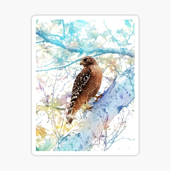 "Red Shouldered Hawk" Sticker for Sale by robjoeball | Redbubble