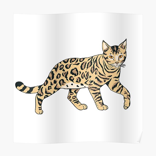 "Margay Cat" Poster by artado | Redbubble
