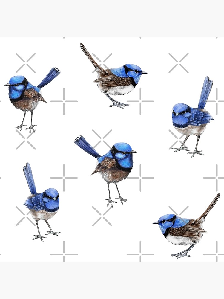 "Blue Wrens, Scattered on White" Art Print by ThistleandFox | Redbubble