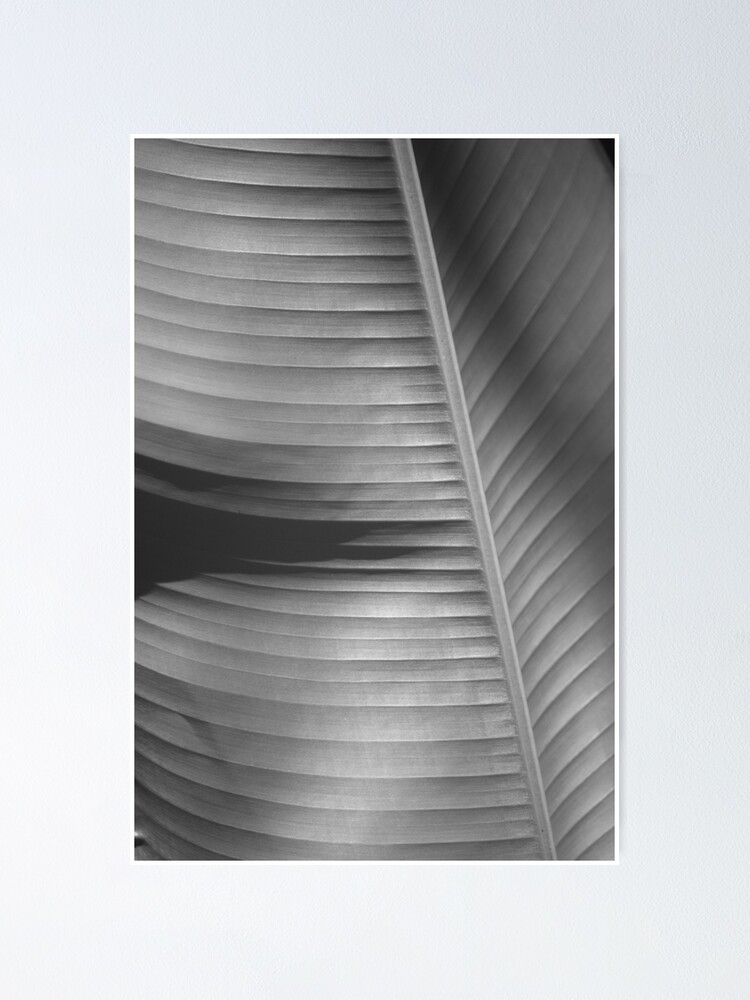 "Grayscale Banana Leaf" Poster for Sale by jarule723 | Redbubble