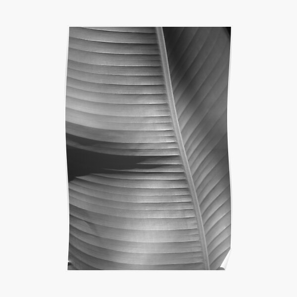 "Grayscale Banana Leaf" Poster for Sale by jarule723 | Redbubble