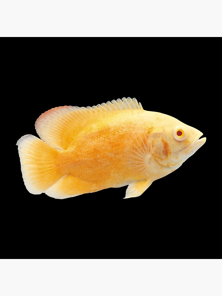 "Oscar Fish - For All Oscars Lovers" Poster for Sale by AquariumExp ...