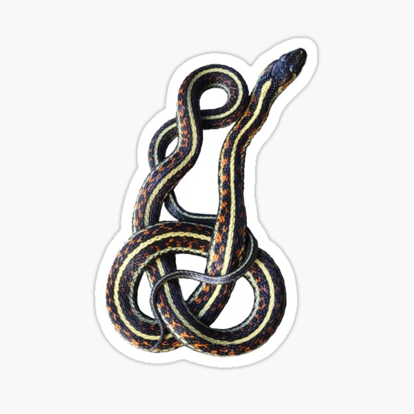 "Garter snake" Sticker for Sale by MotherOfBears | Redbubble