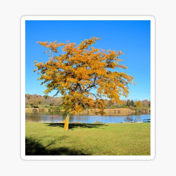 "Locust Tree" Sticker for Sale by LynyrdSky | Redbubble