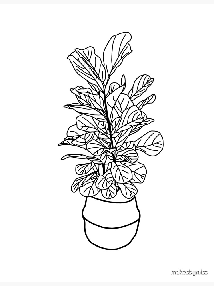 "Fiddle Leaf Fig Line Drawing" Poster for Sale by makesbymiss | Redbubble