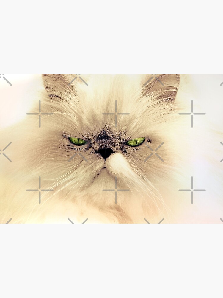 "Angry fluffy cat portrait" Poster for Sale by TK-Illustrate | Redbubble