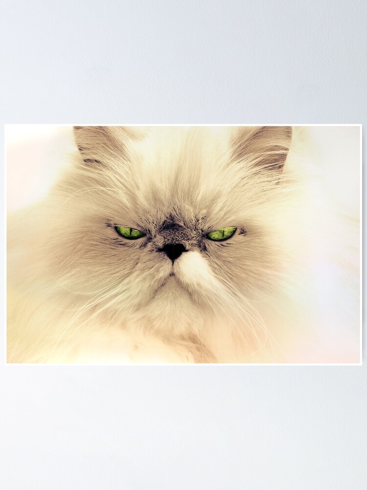 "Angry fluffy cat portrait" Poster for Sale by TK-Illustrate | Redbubble