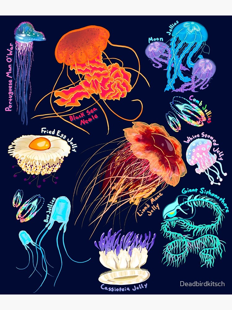 "Meet the Cnidarians" Poster for Sale by Deadbirdkitsch | Redbubble