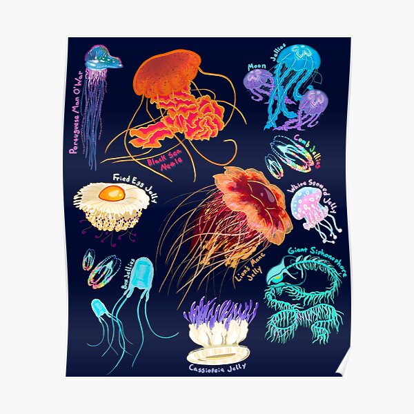 "Meet the Cnidarians" Poster for Sale by Deadbirdkitsch | Redbubble