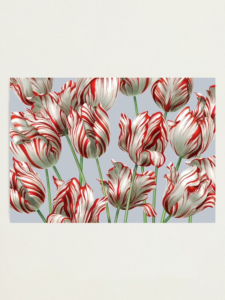 "Tulipomania - The Semper Augustus" Photographic Print for Sale by ...