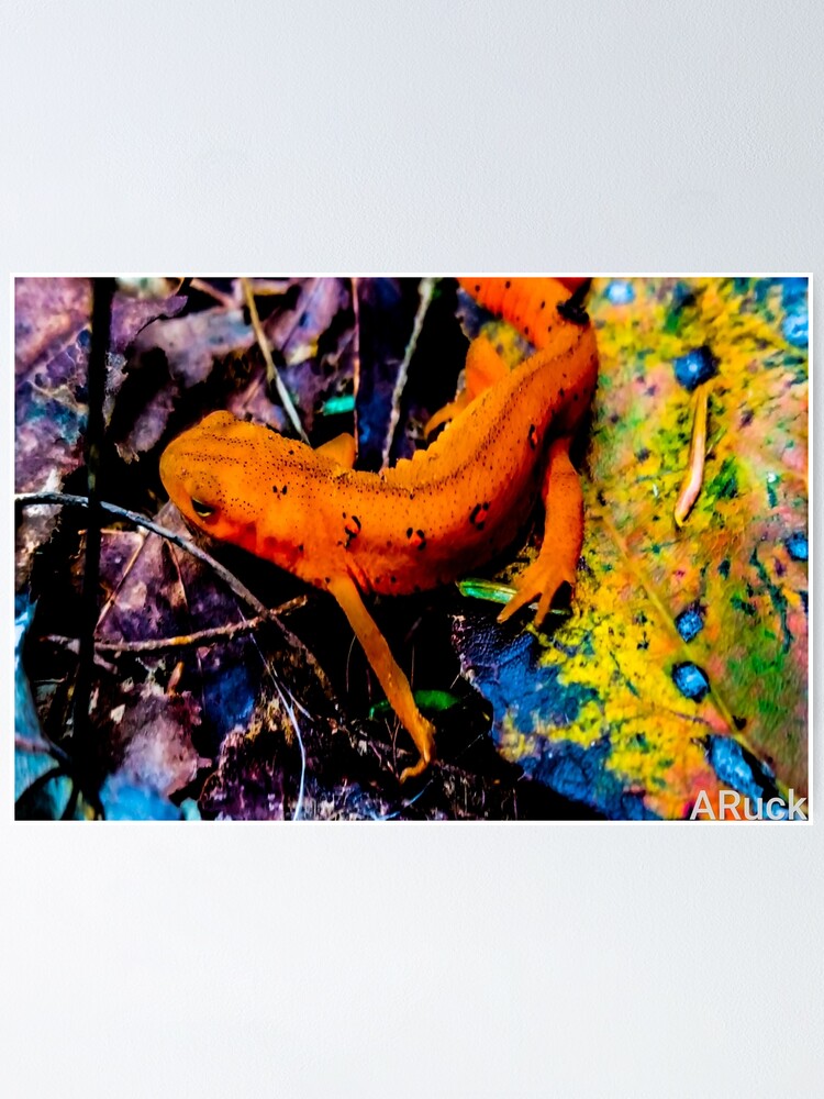 "orange salamander " Poster for Sale by SapphireMoonArt | Redbubble