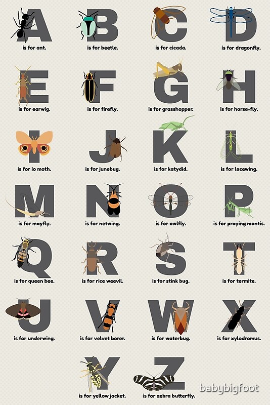 "Insect Alphabet" by babybigfoot | Redbubble