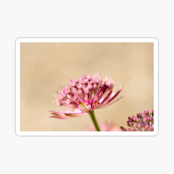 "Pink Astrantia Flowers" Sticker for Sale by Tanya24 | Redbubble