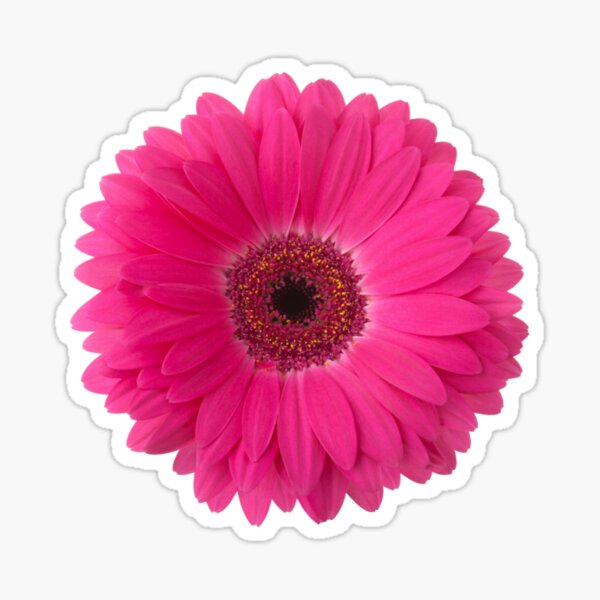 "Gerbera flower " Sticker for Sale by Cristina02 | Redbubble