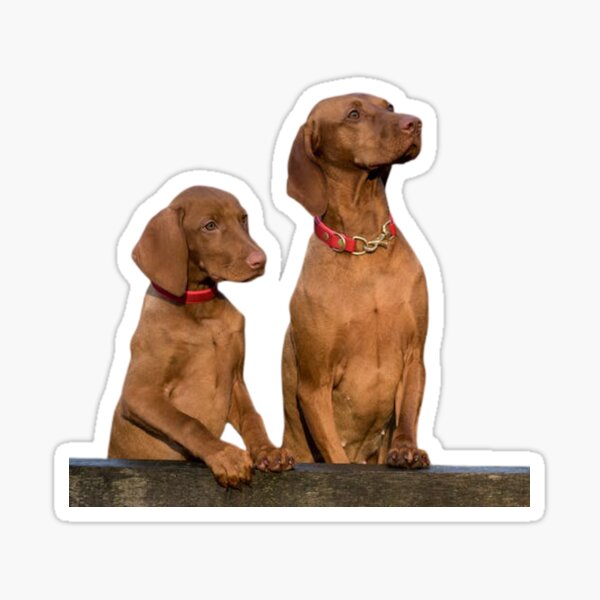 "Viszla Dogs" Sticker for Sale by eliapis49 | Redbubble