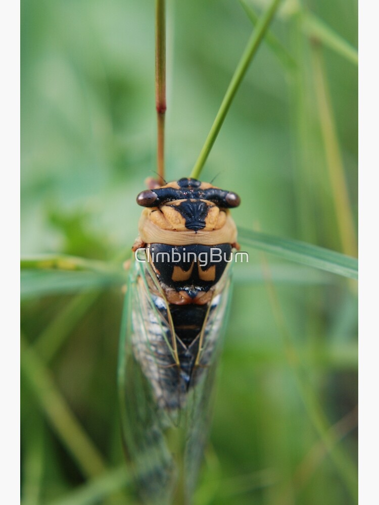 "Cicada After Rainfall" Poster for Sale by ClimbingBum | Redbubble