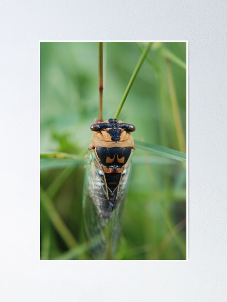 "Cicada After Rainfall" Poster for Sale by ClimbingBum | Redbubble