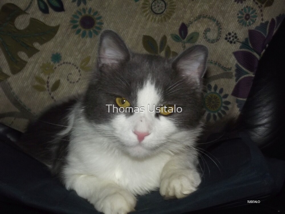 "Henry "Hank" The Cat" by Thomas Usitalo | Redbubble