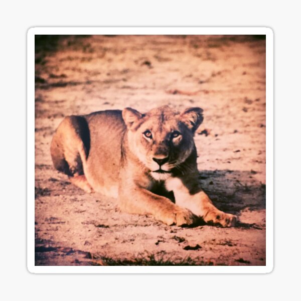 "WILD LIONESS" Sticker for Sale by trevorp | Redbubble