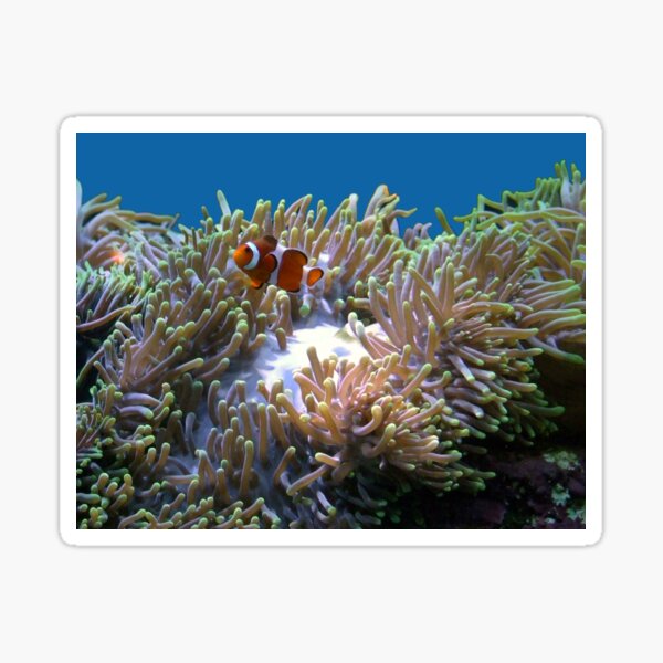 "Under the Sea the Small Fishies Play" Sticker for Sale by Giftables ...