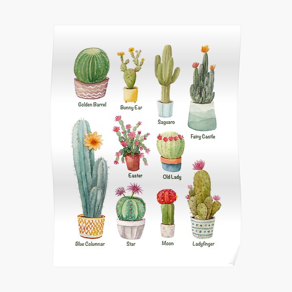 "10 popular cacti chart" Poster for Sale by fengyuhao | Redbubble