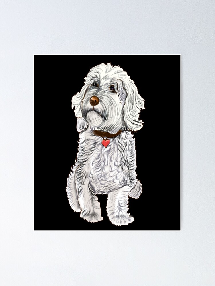 Póster «Cavapoo Cavoodle Cavapoochon Blanco Monocromo - Lindo Cavalier ...