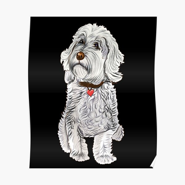 Póster «Cavapoo Cavoodle Cavapoochon Blanco Monocromo - Lindo Cavalier ...