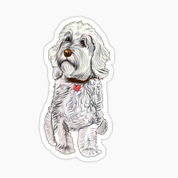 "Cavapoo Cavoodle Cavapoochon white monochrome - cute cavalier King ...