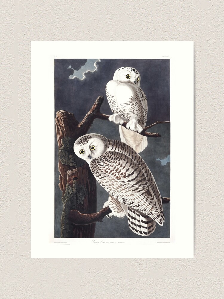 "Snowy Owl - John James Audubon" Art Print for Sale by billythekidtees ...