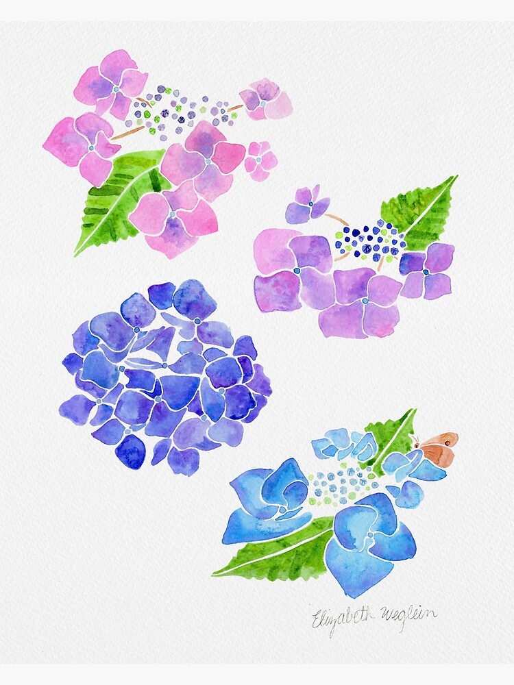 "Watercolor Hydrangeas" Poster for Sale by Elizabeth Weglein | Redbubble