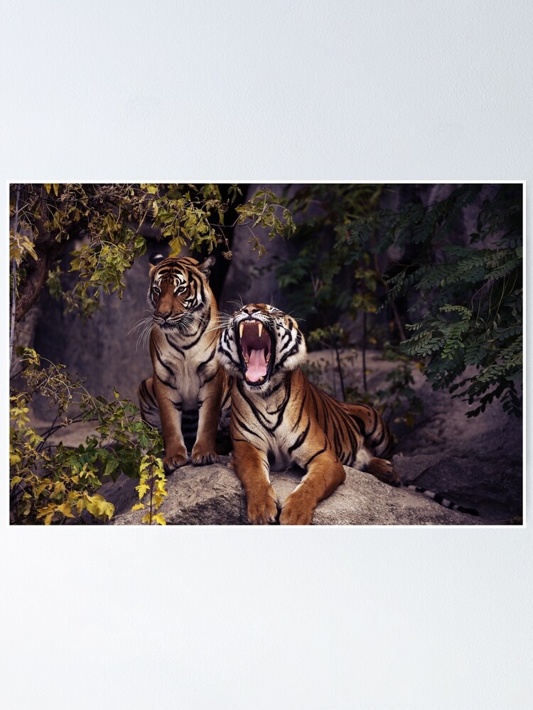 "two tiger, screaming tiger" Poster by hottehue | Redbubble