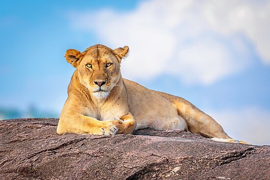 "Beautiful Lioness" Photographic Print by colindavisphoto | Redbubble