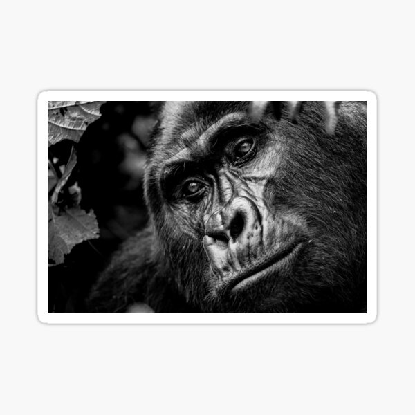 "The Mighty Silverback" Sticker for Sale by colindavisphoto | Redbubble