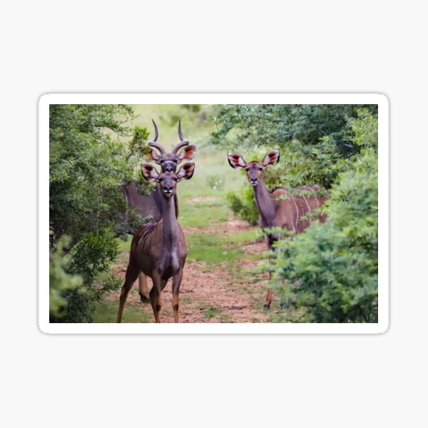 "Kudu" Sticker for Sale by ivoly | Redbubble