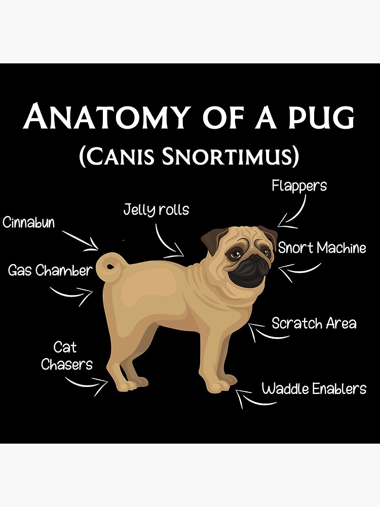 "Pug Anatomy" Poster for Sale by Oceanarium | Redbubble