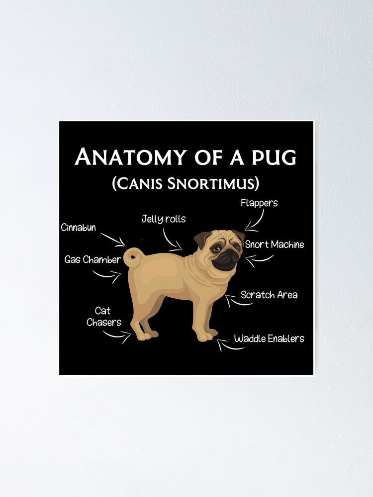 "Pug Anatomy" Poster for Sale by Oceanarium | Redbubble